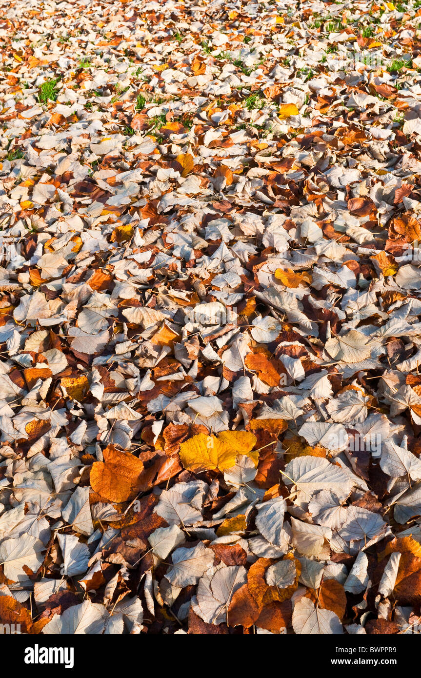 Common lime tree autumn leaf hi-res stock photography and images - Alamy