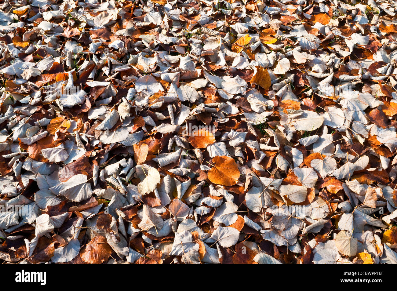 Common lime tree autumn leaf hi-res stock photography and images - Alamy