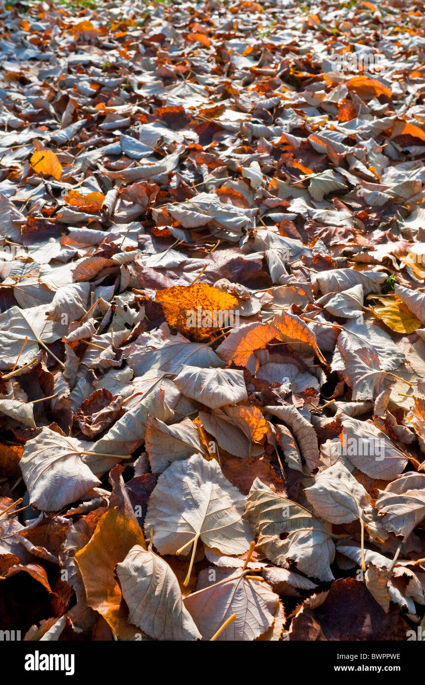 Tilleul / Lime tree fallen leaves - France Stock Photo - Alamy