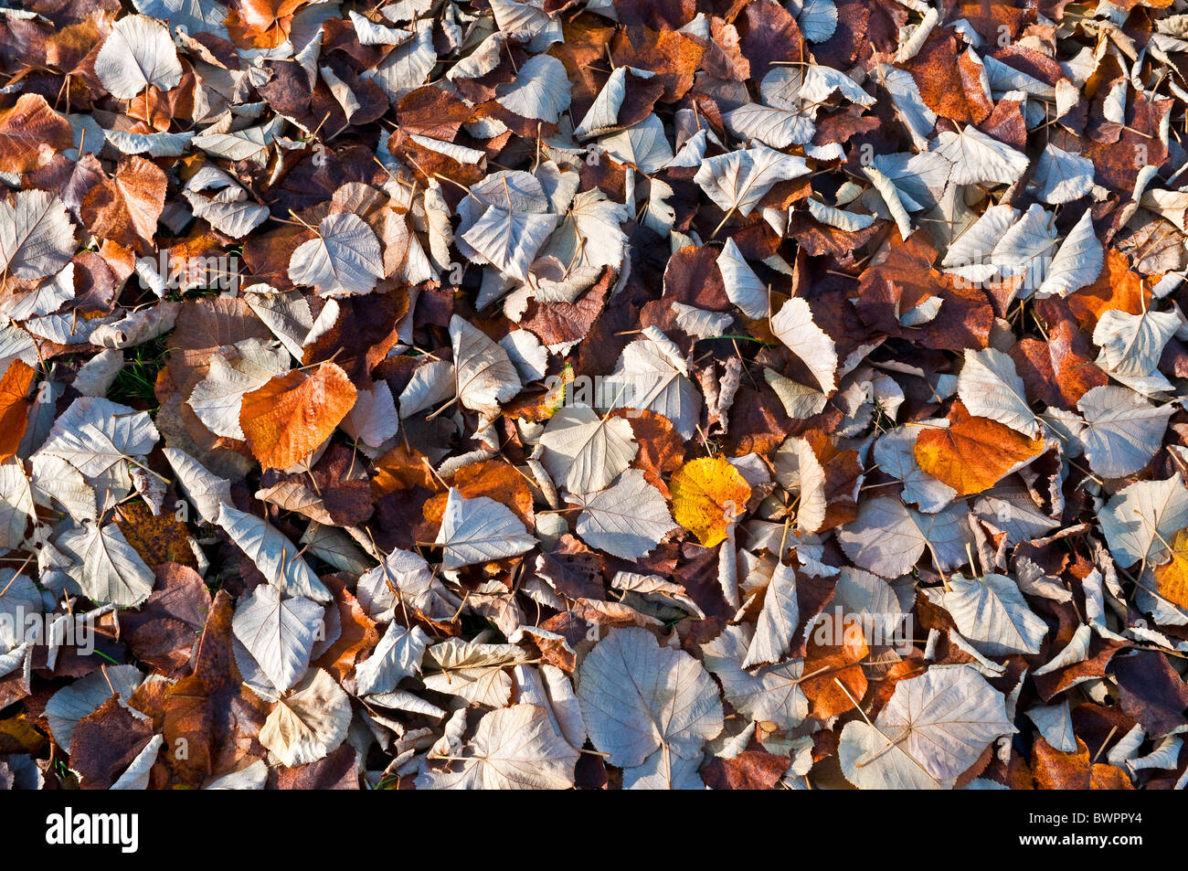 Common lime tree autumn leaf hi-res stock photography and images - Alamy