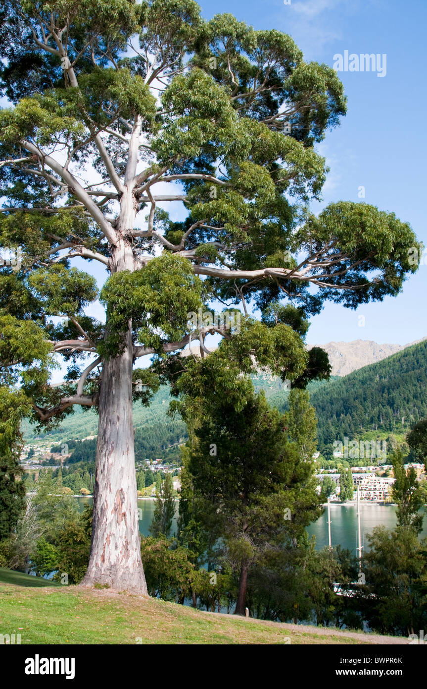 Sequoya hi-res stock photography and images - Alamy