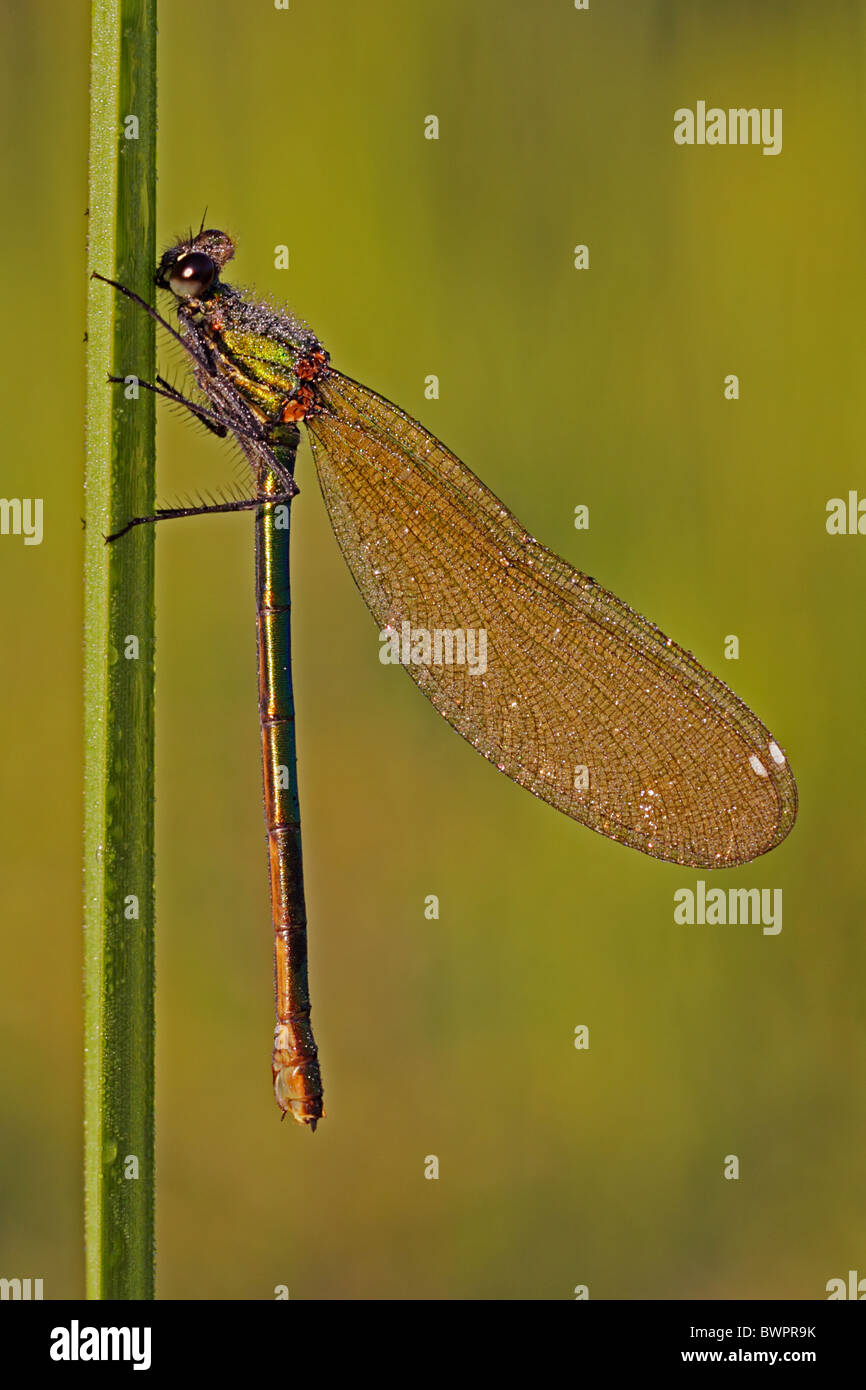 Banded demoiselle damselfly female Calopteryx splendens Stock Photo - Alamy