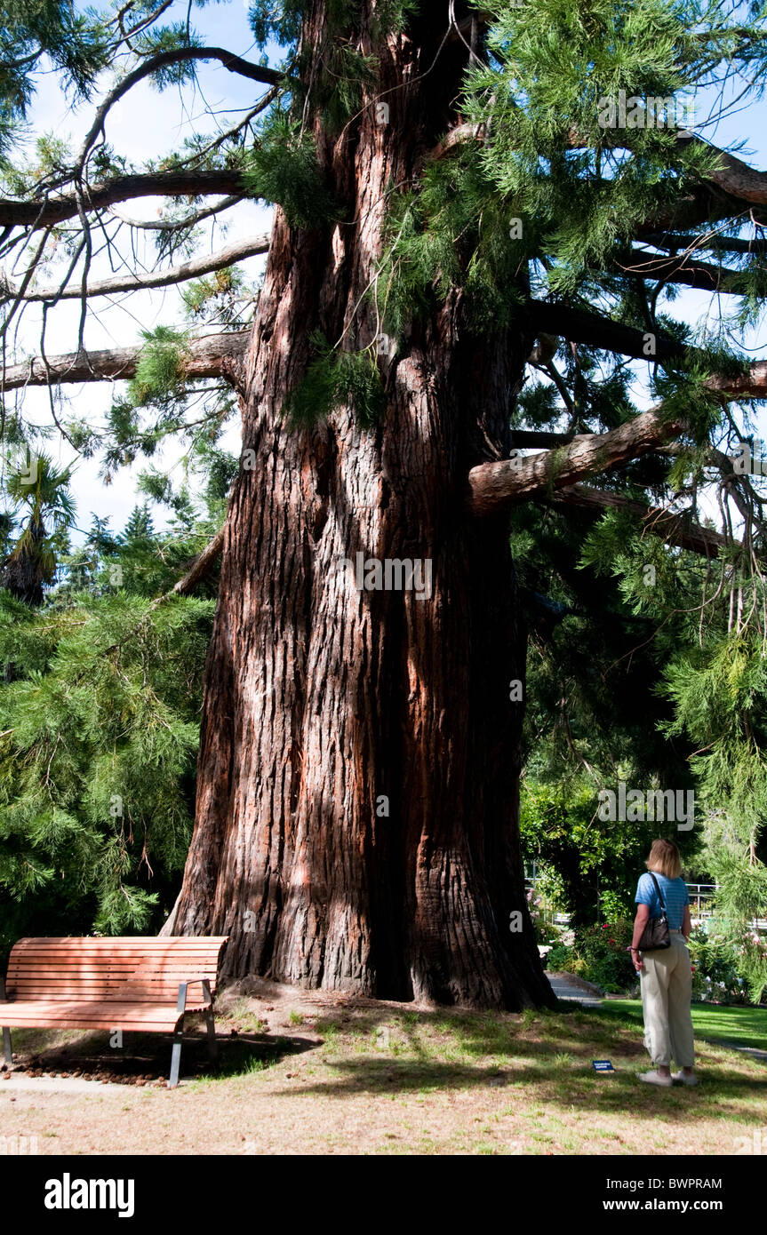 Queentown Gardens,Waterfront Peninsula,Giant Sequoia,Sequoyah,Sequoya ...