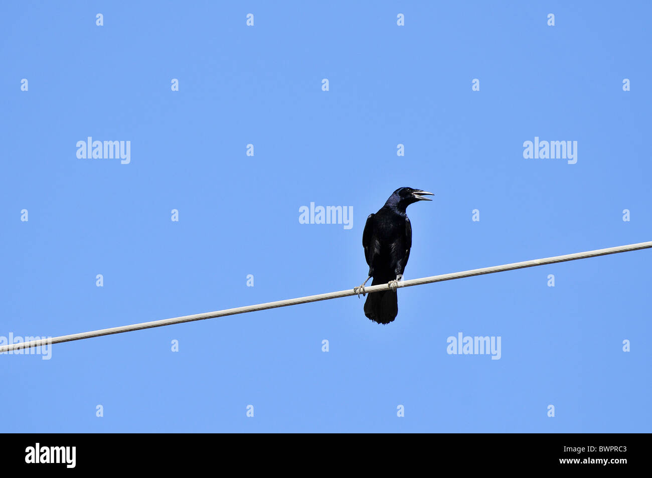 Corvus frugilegus black european crow hi-res stock photography and ...