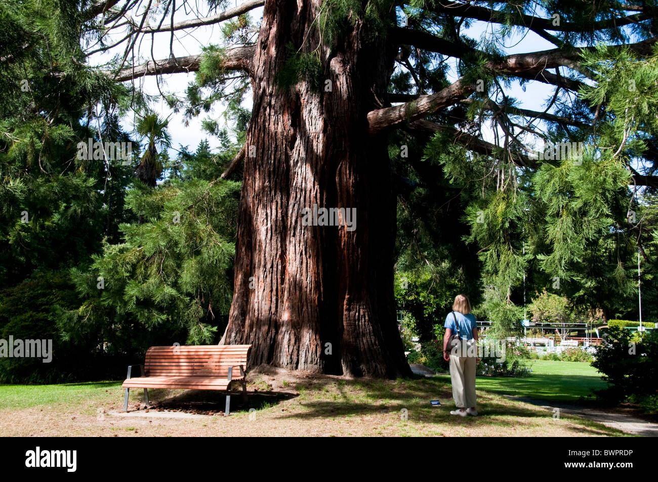 Queentown Gardens,Waterfront Peninsula,Giant Sequoia,Sequoyah,Sequoya ...