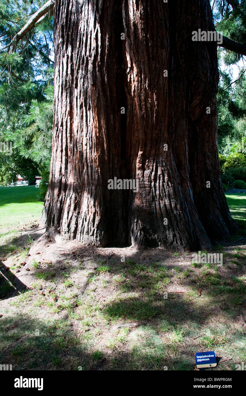 Queentown Gardens,Waterfront Peninsula,Giant Sequoia,Sequoyah,Sequoya ...