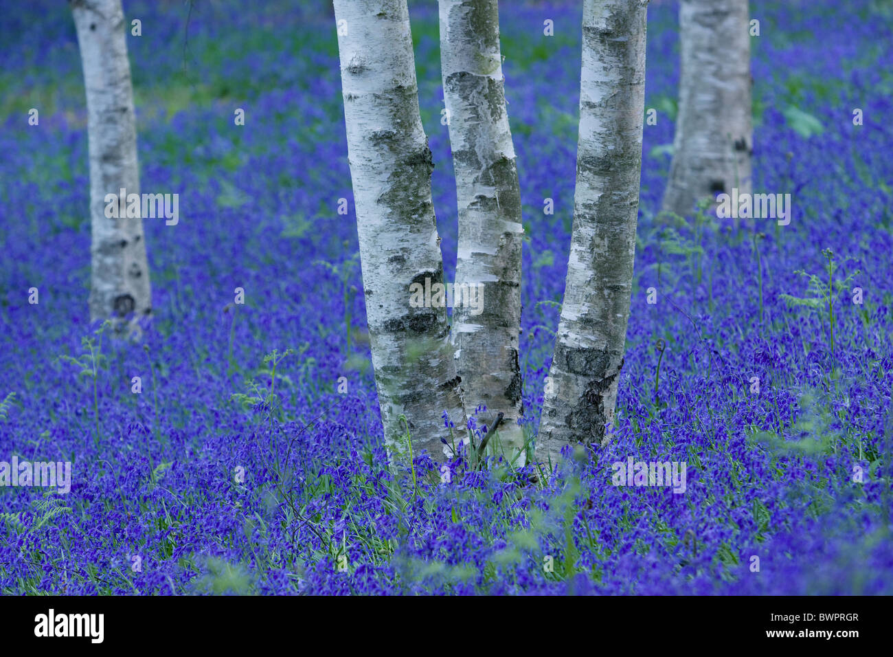 Bluebells bluebell wood silver birch abstract fantasy Stock Photo - Alamy