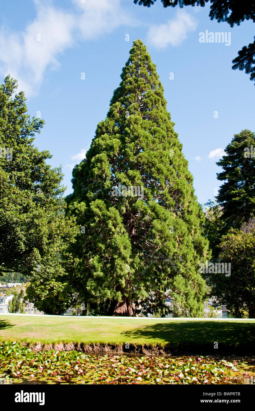 Queentown Gardens,Waterfront Peninsula,Giant Sequoia,Sequoyah,Sequoya ...