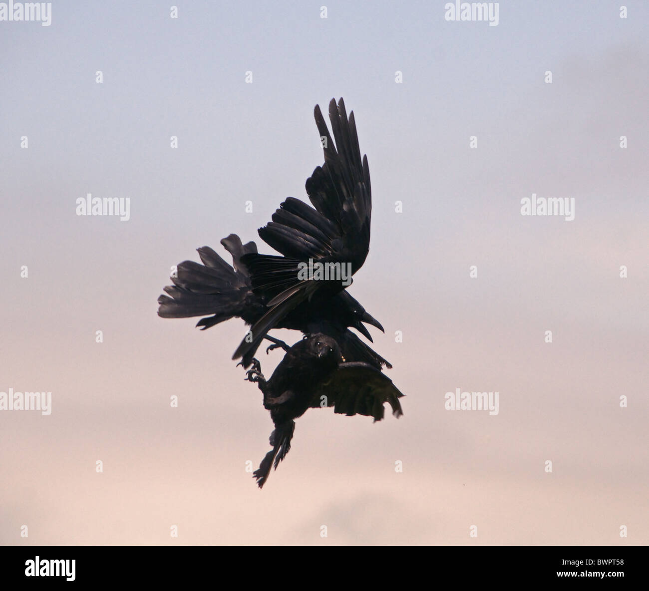 Pair Of Carrion Crows Corvus Corone In Flight Fighting Stock Photo - Alamy