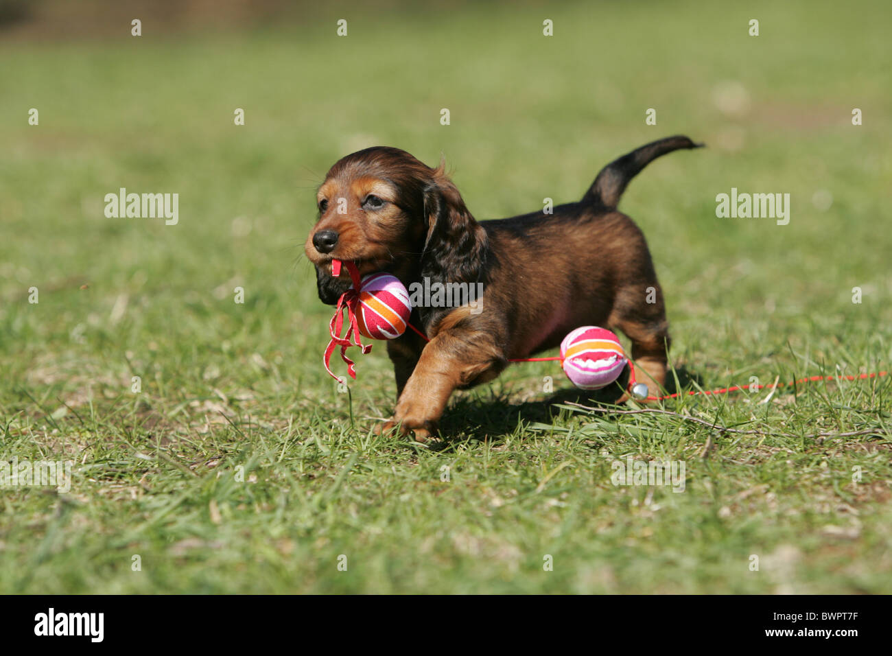 playing Teckel puppy Stock Photo - Alamy