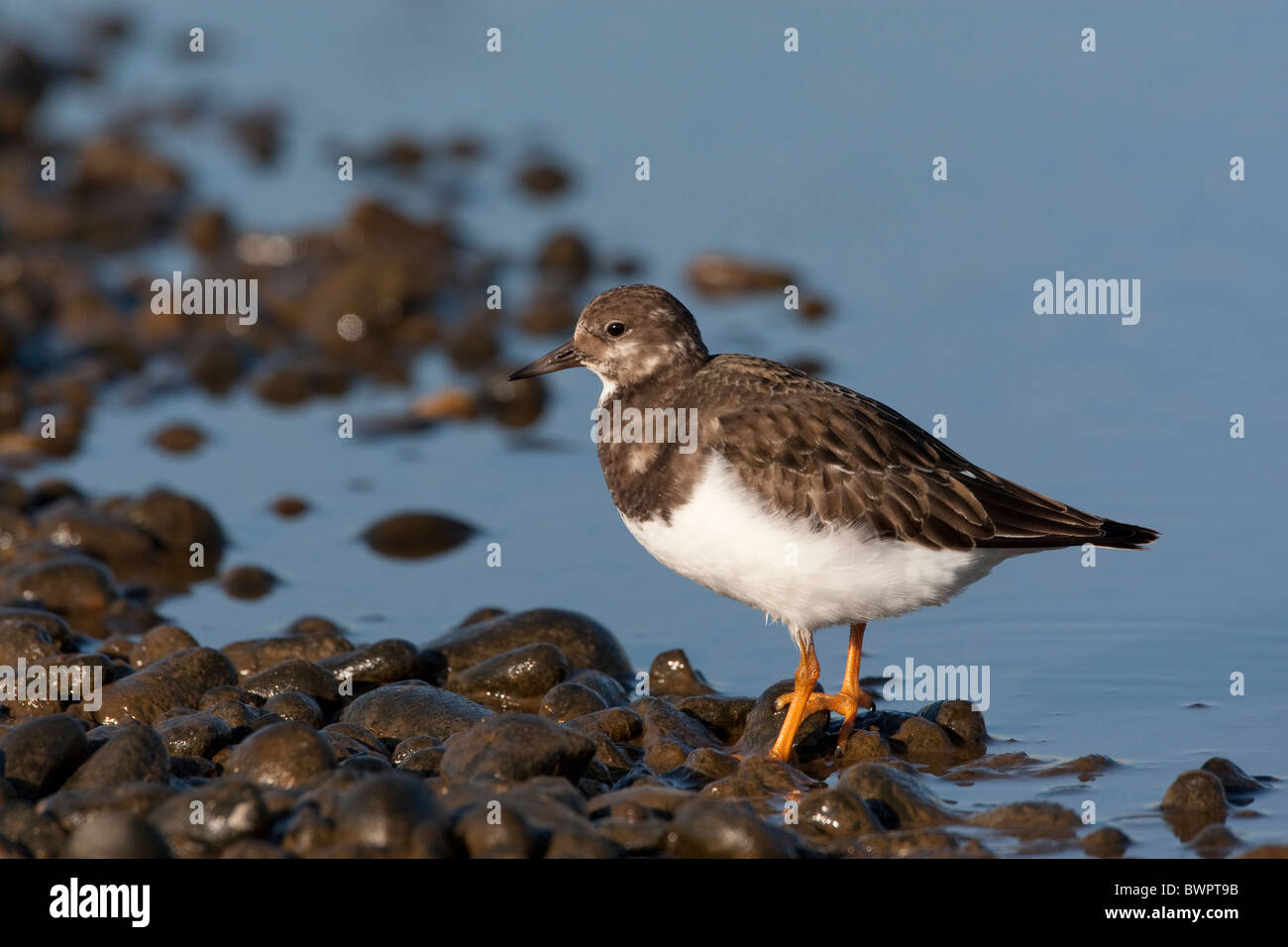 Turnstone in winter plumage foraging on the seashore Stock Photo - Alamy