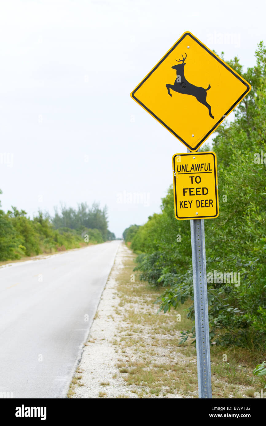 Key deer hi-res stock photography and images - Alamy