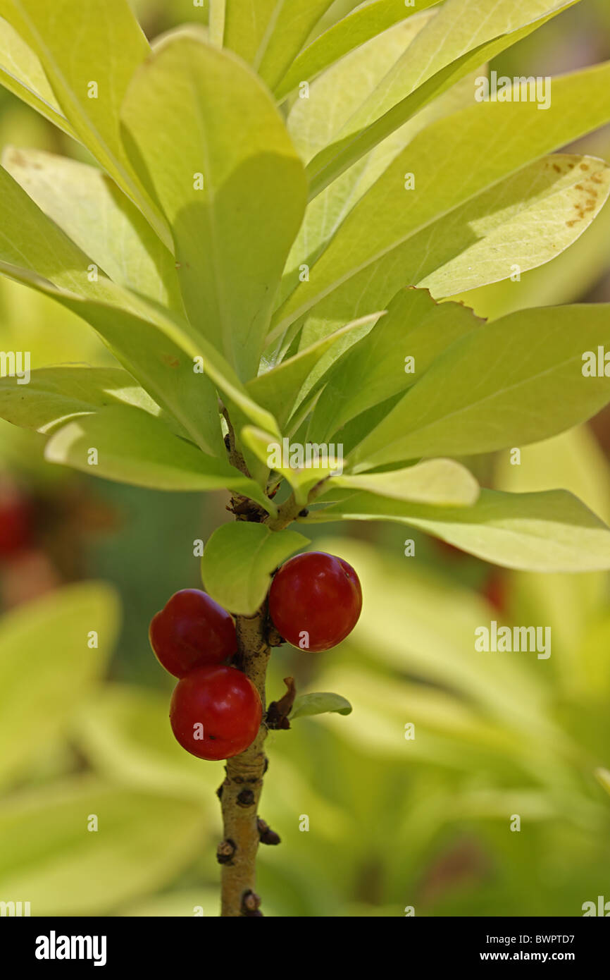 Wild Daphne shrub, spurge laurel, lady laurel, paradise plant, dwarf ...