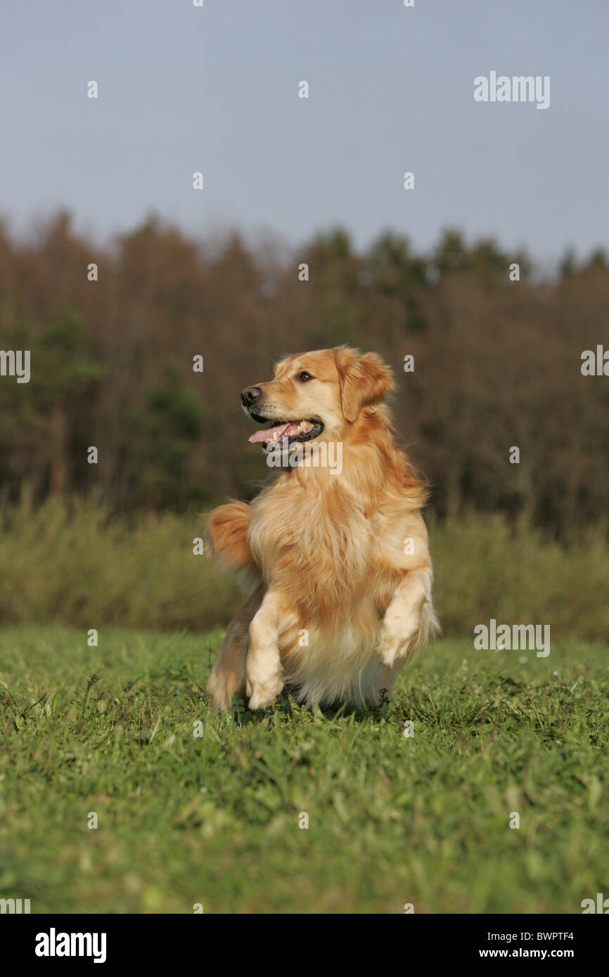 running Golden Retriever Stock Photo - Alamy