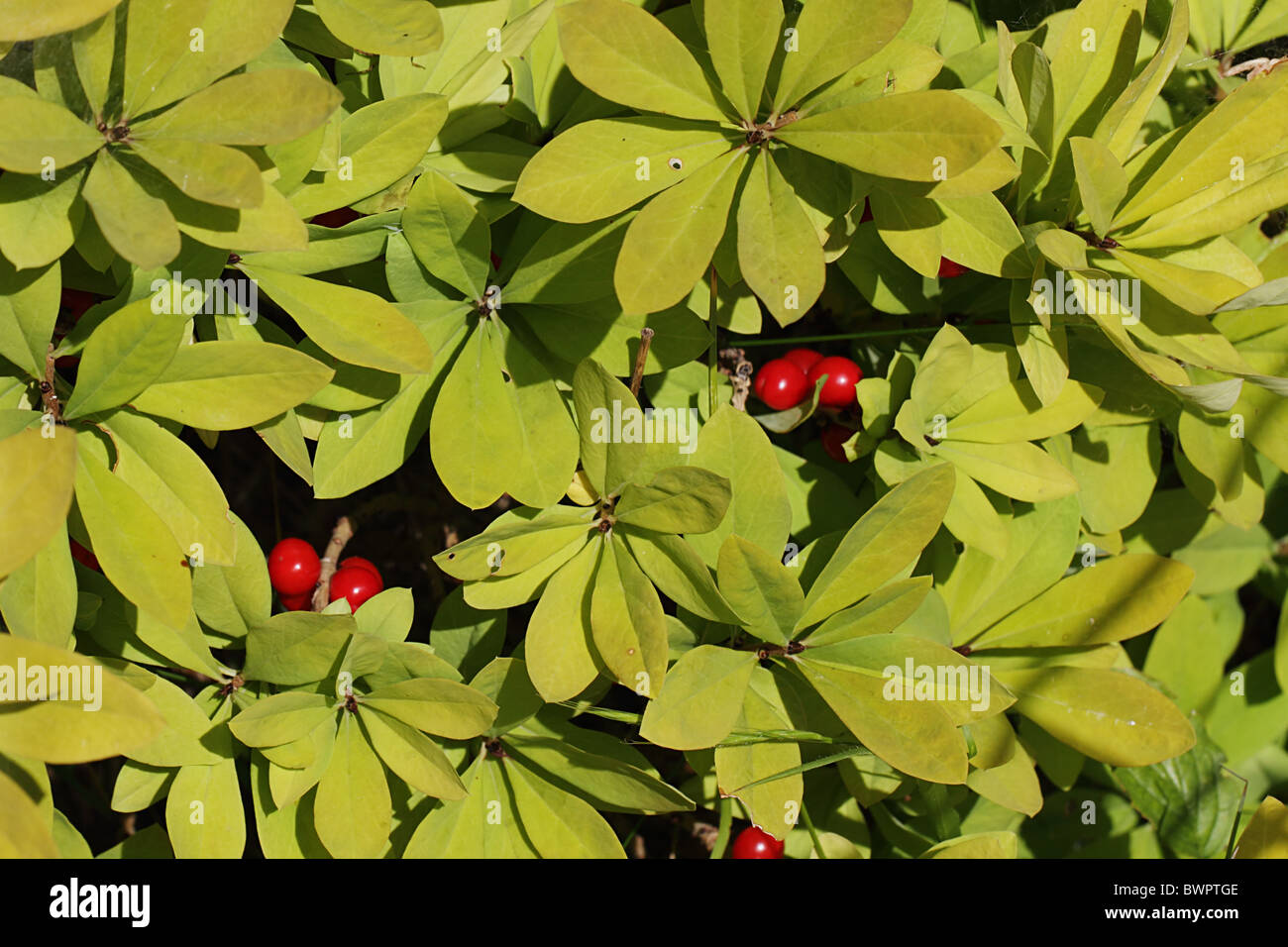 Wild Daphne shrub, spurge laurel, lady laurel, paradise plant, dwarf ...