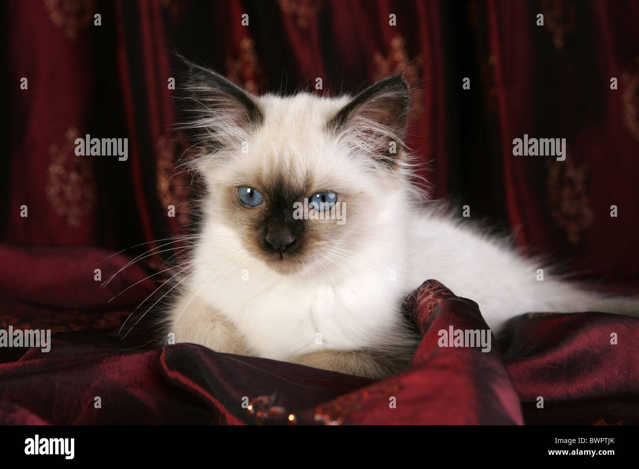 Sacred Birman kitten Stock Photo - Alamy