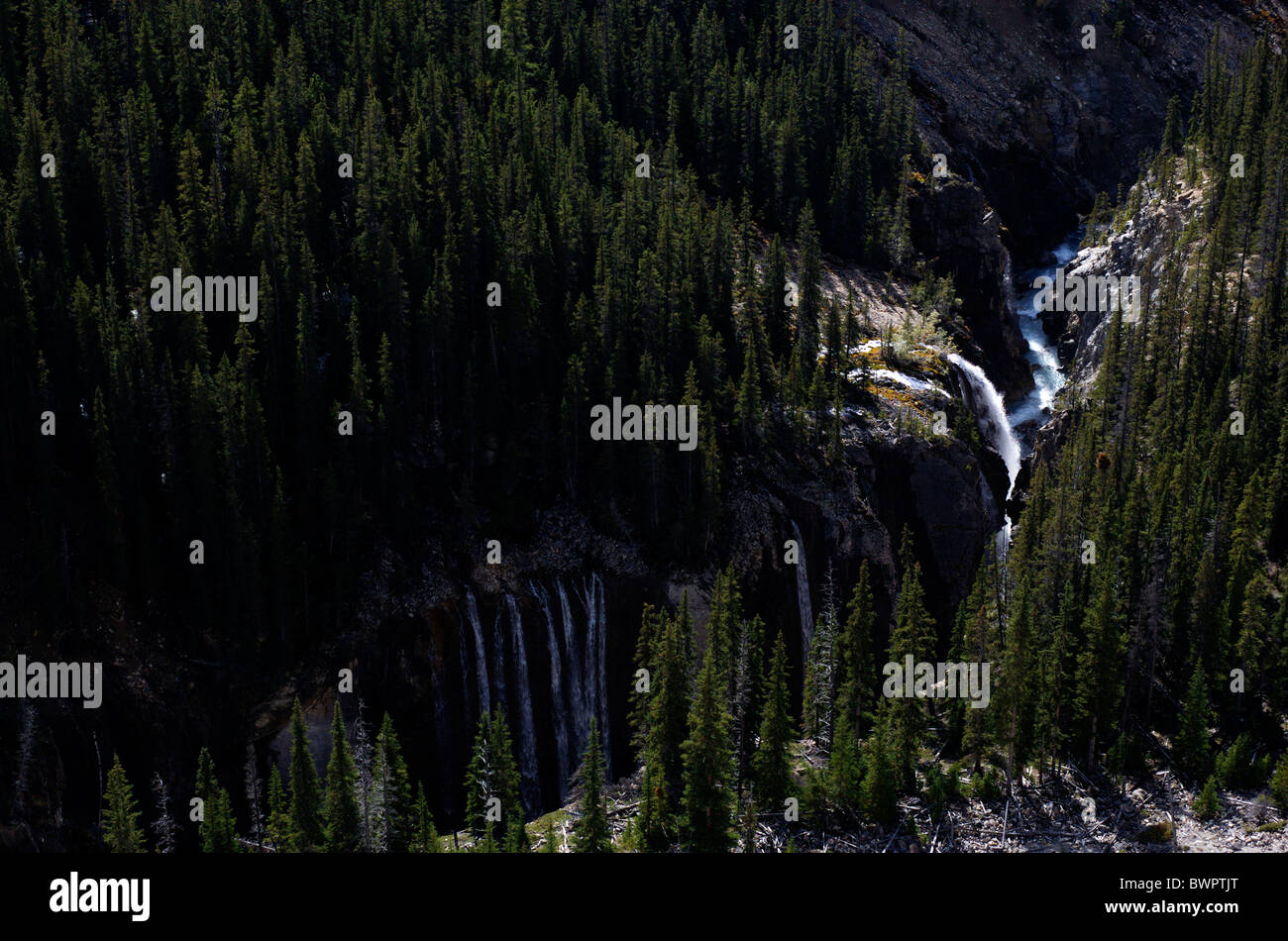 A waterfall amongst the pine trees in the Jasper National Park in the ...