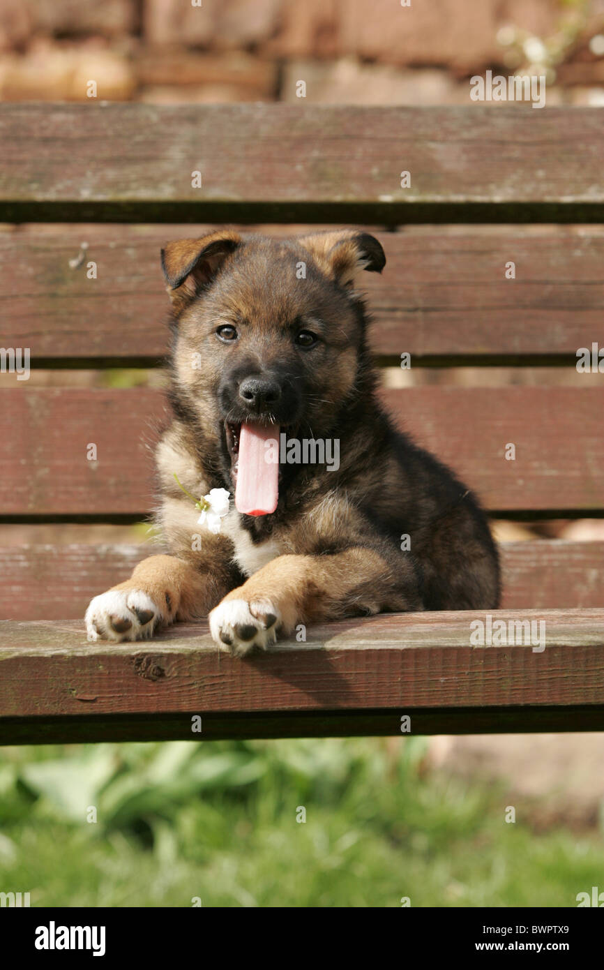 Mongrel dog yawns hi-res stock photography and images - Alamy