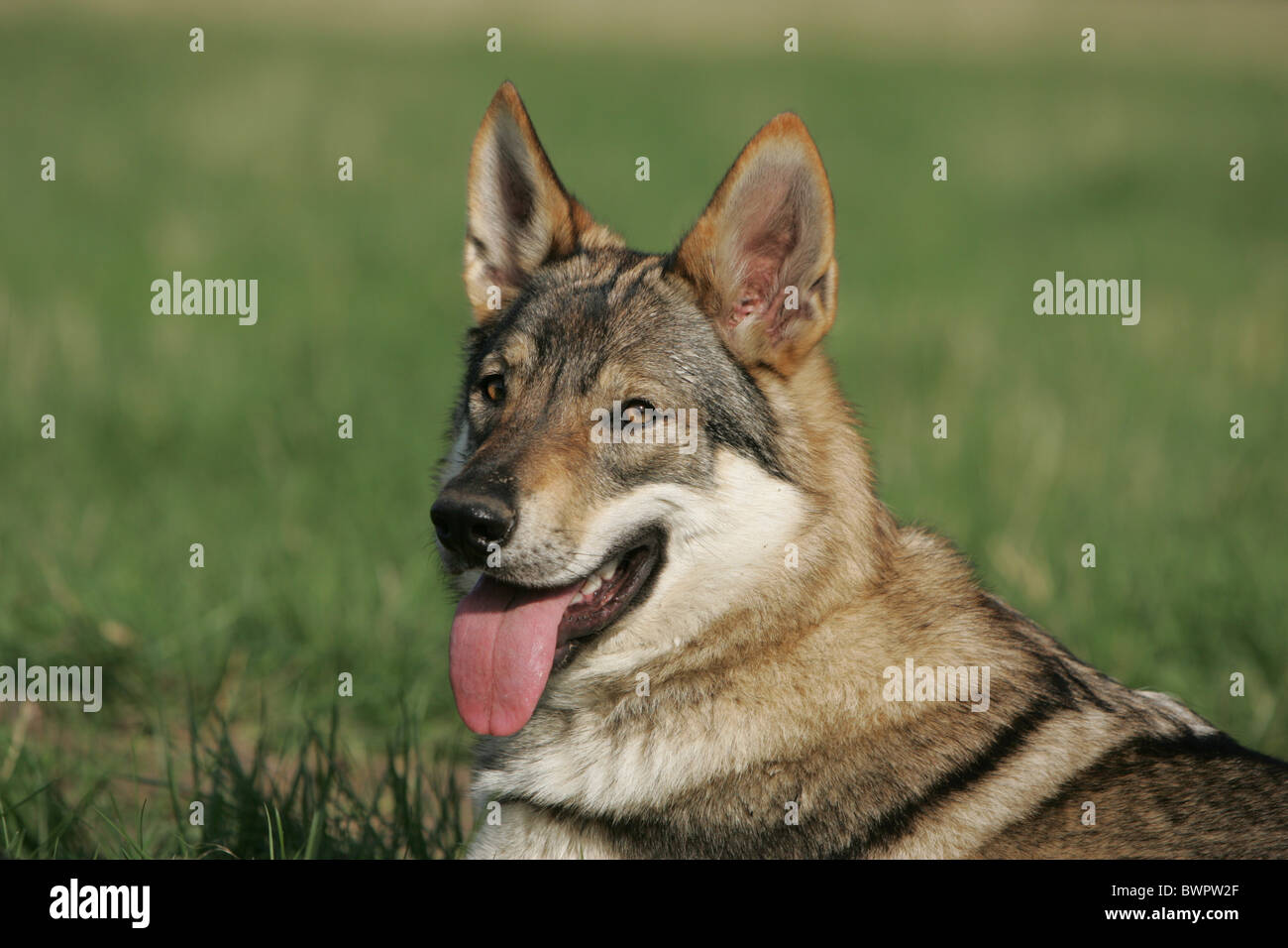 Czechoslovakian wolfdog portrait Stock Photo - Alamy