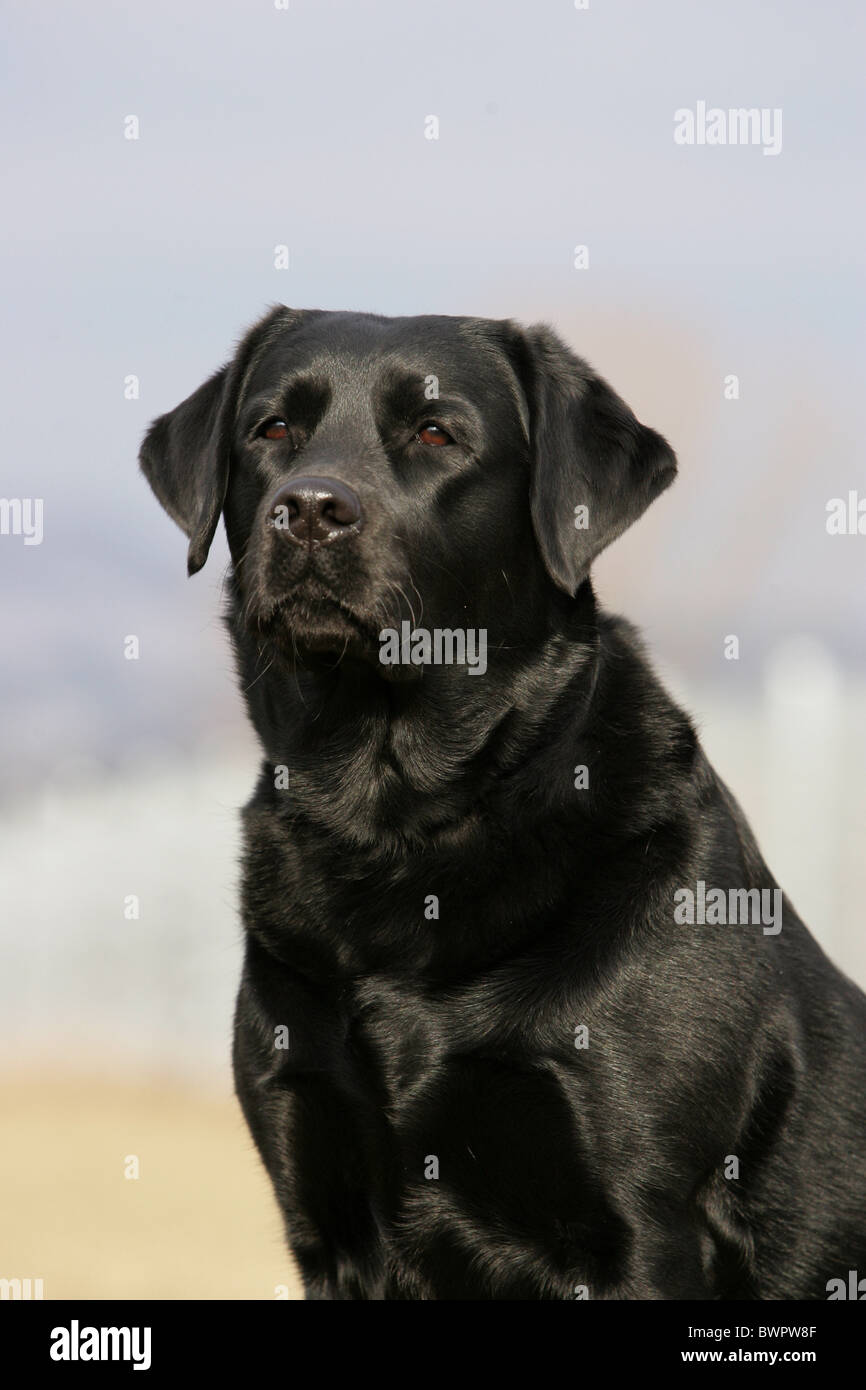Labrador Retriever Portrait Stock Photo - Alamy