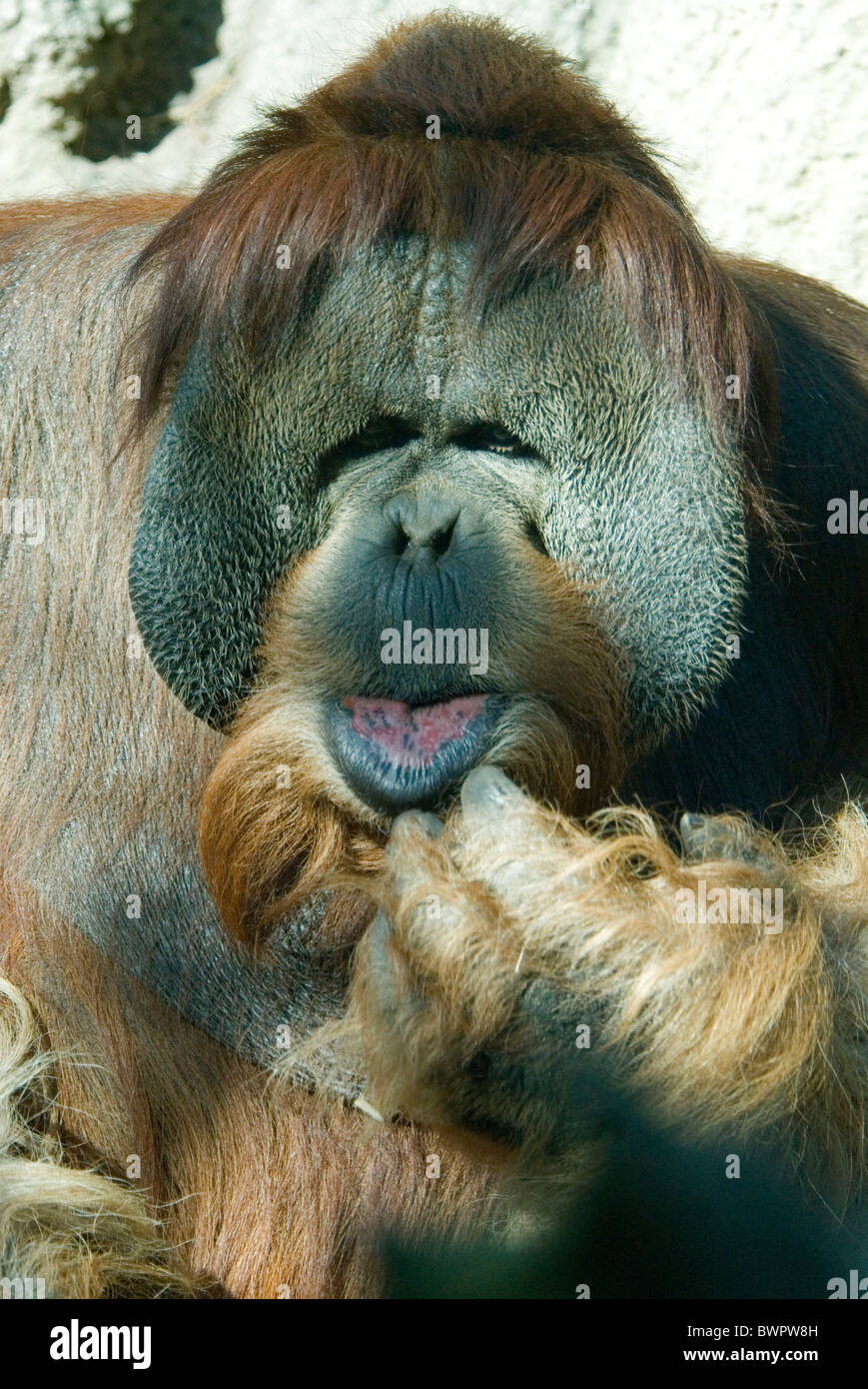 Orangutan Pongo pygmaeus Portrait Face Stock Photo - Alamy