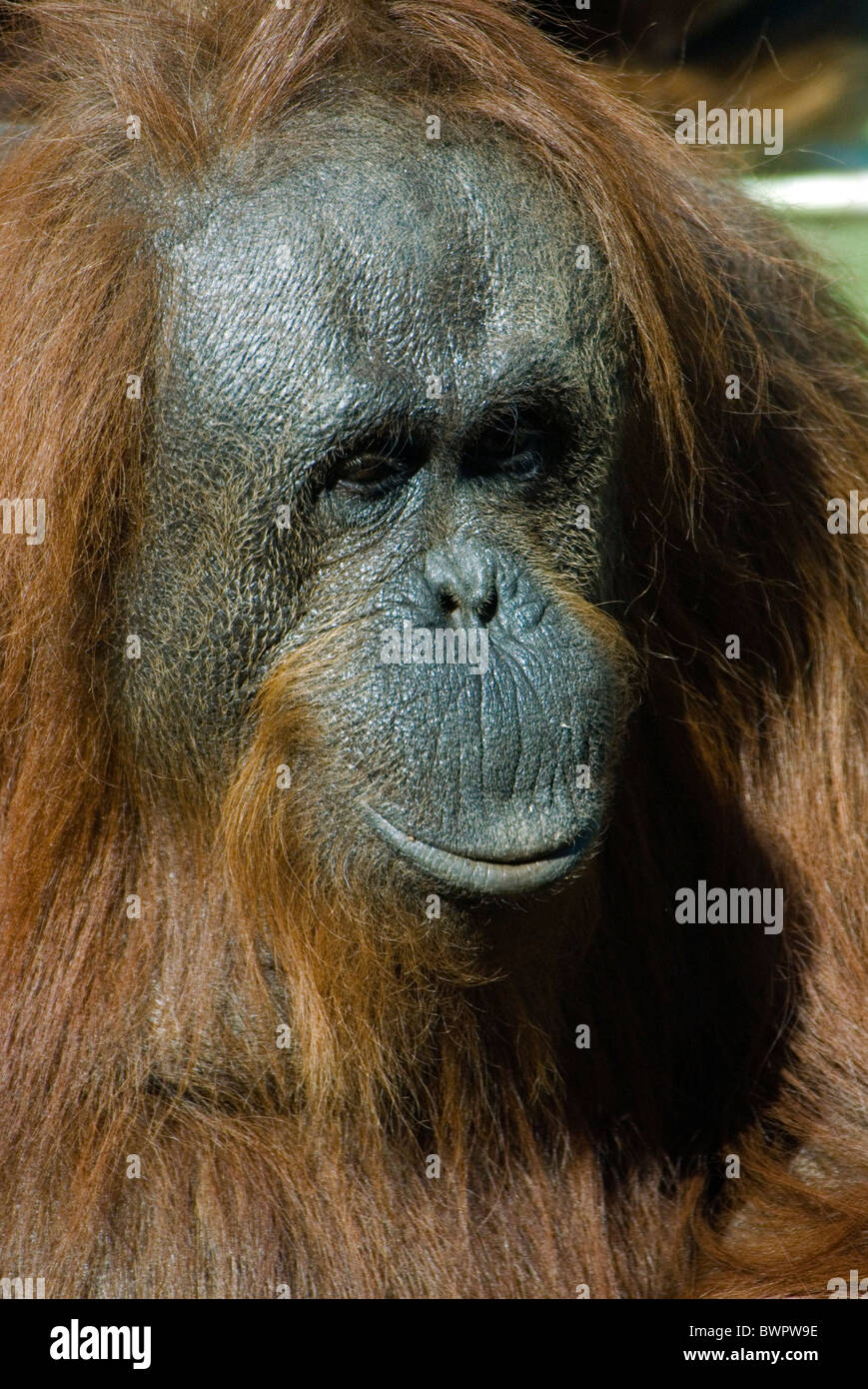 Orangutan Pongo pygmaeus Portrait Face Stock Photo - Alamy