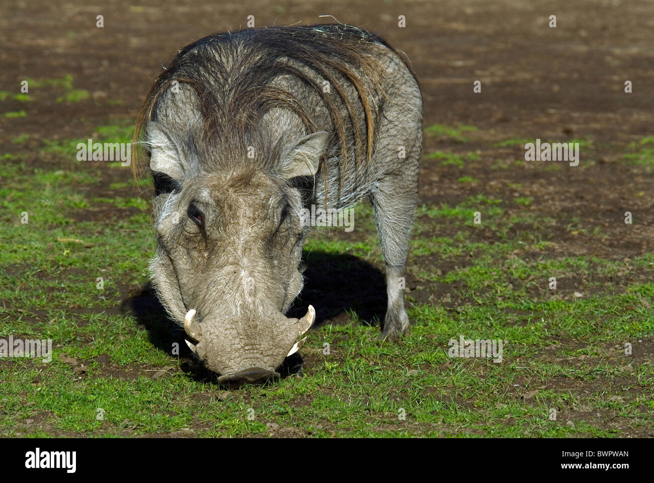 Warthog Phacochoerus Pig Hog animal Stock Photo - Alamy