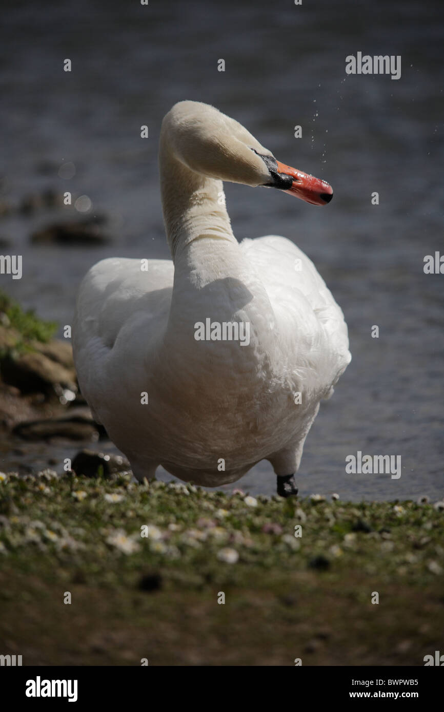 Shaking water head hi-res stock photography and images - Alamy