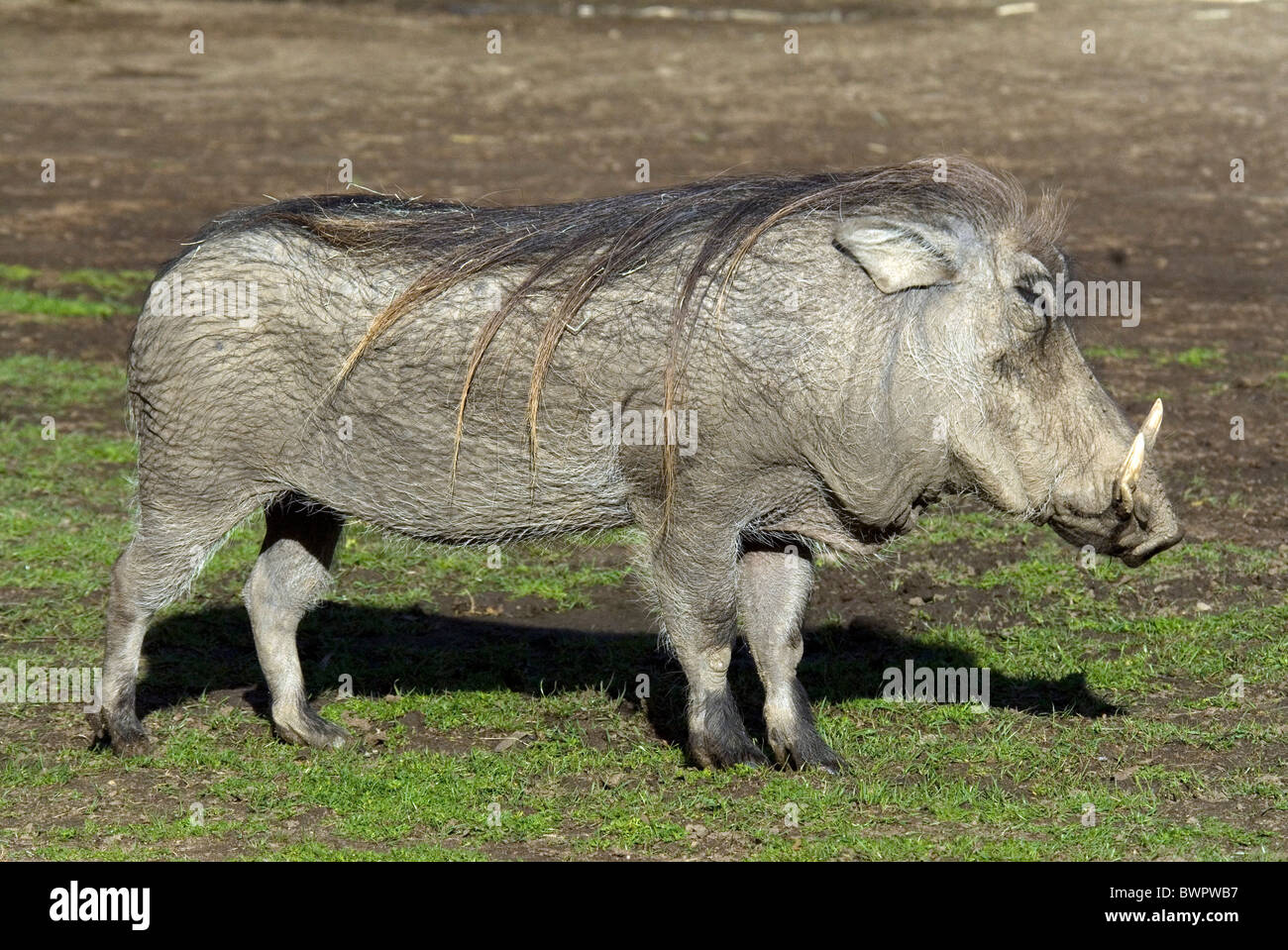 Warthog Phacochoerus Pig Hog animal Stock Photo - Alamy