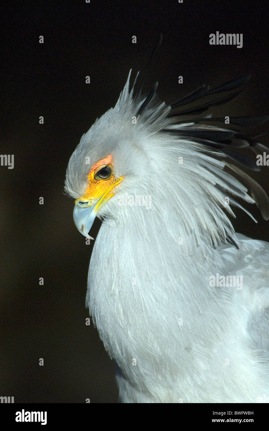 Secretary Bird Sagittarius serpentarius side-face portrait Stock Photo ...
