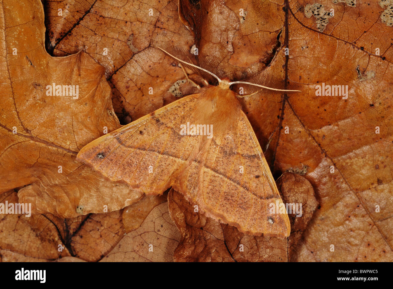 Feathered Thorn moth Colotois pennaria camouflage insect Stock Photo ...