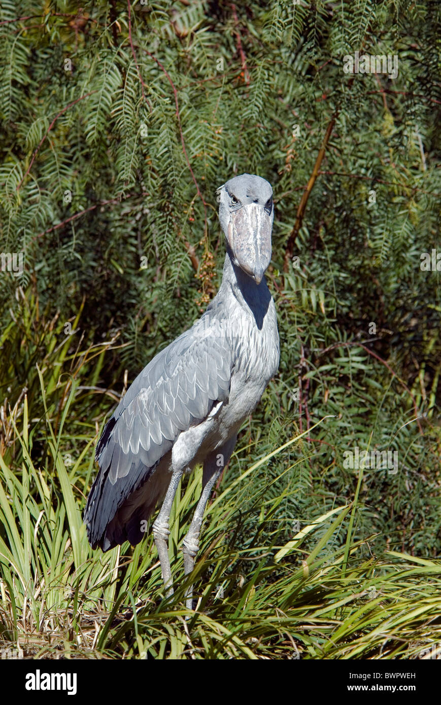 10833129 hi-res stock photography and images - Alamy