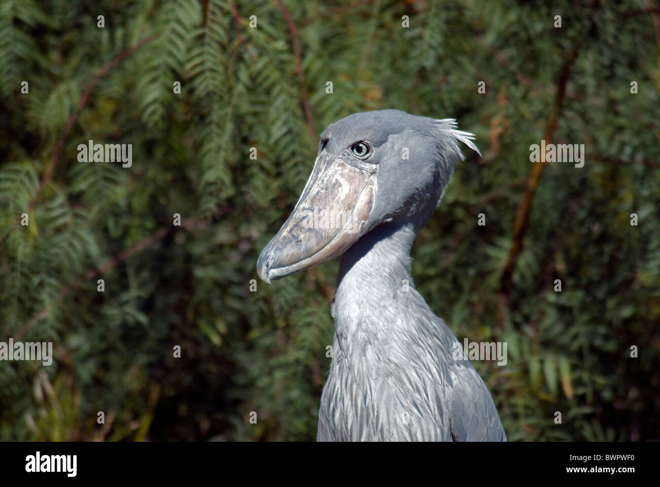 Shoebill Balaeniceps rex bird portrait side-face Stock Photo - Alamy