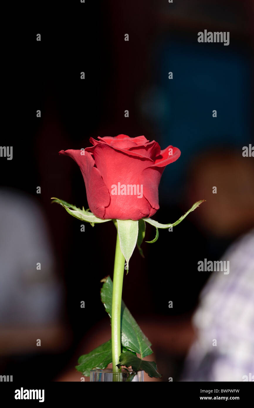 Single red rose stem hi-res stock photography and images - Alamy