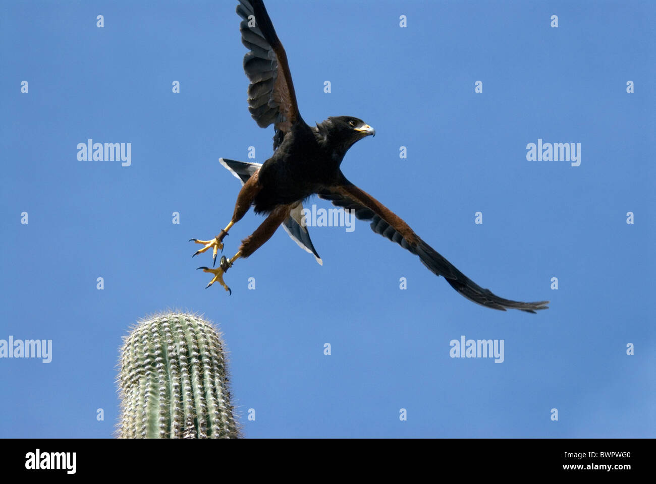 Harris hawk cactus hi-res stock photography and images - Alamy