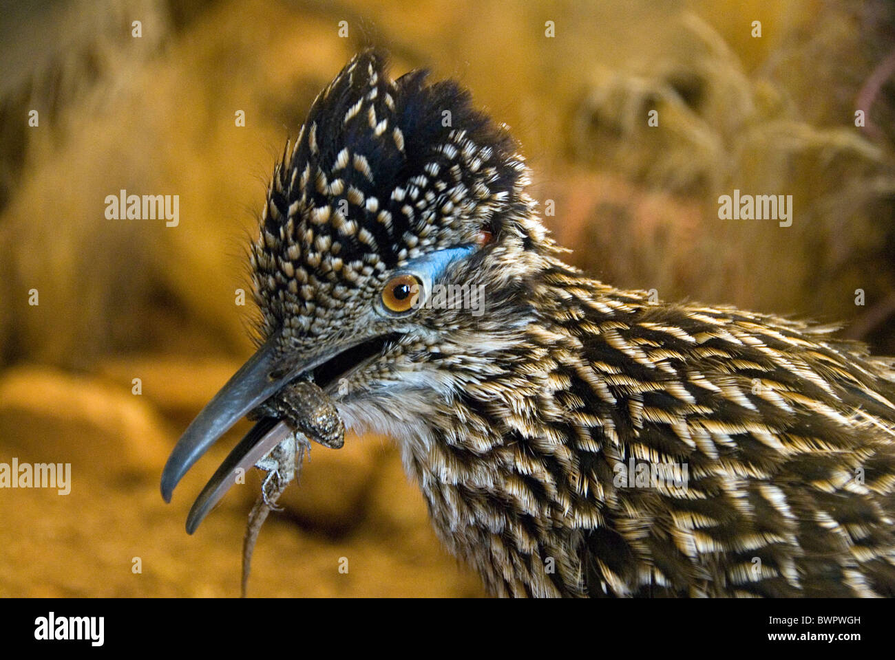 Roadrunner Lizard High Resolution Stock Photography and Images - Alamy