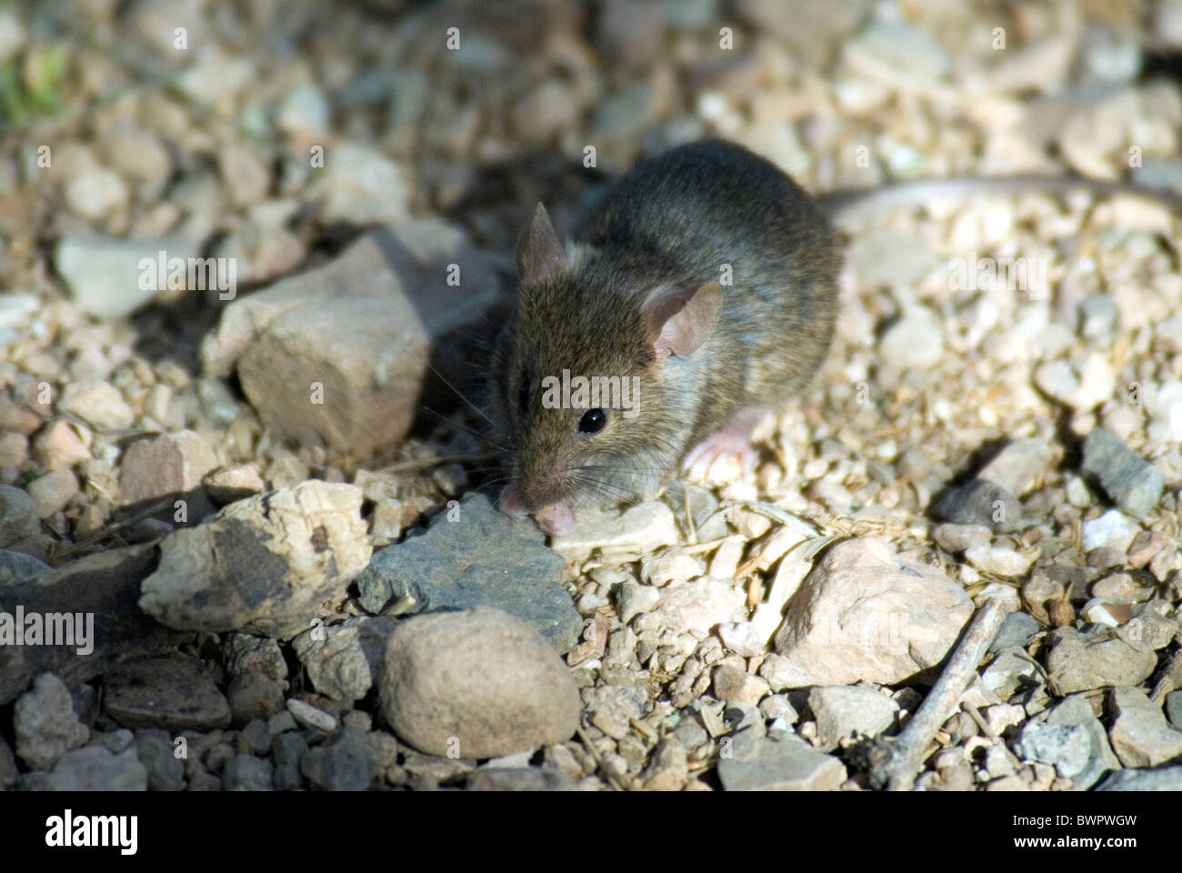 Mouse animal stones Stock Photo - Alamy