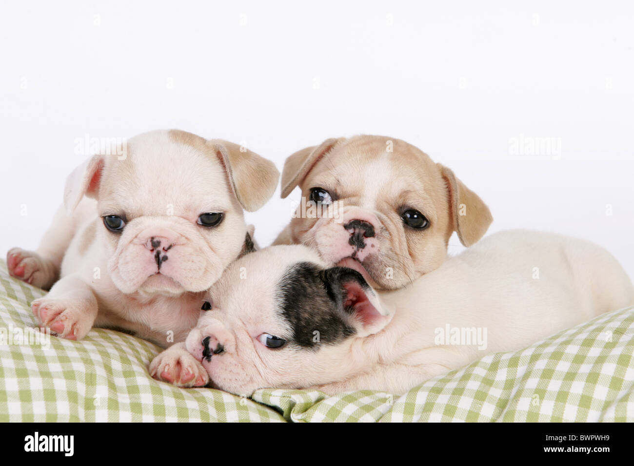Three french bulldogs hi-res stock photography and images - Alamy