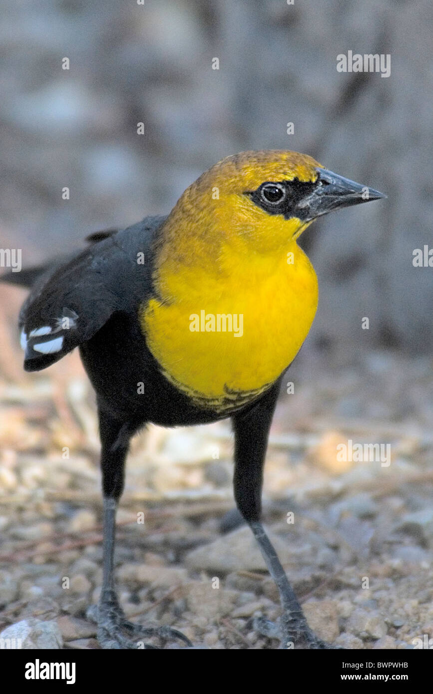 Yellow-headed blackbird Xanthocephalus xanthocephalus bird Stock Photo ...