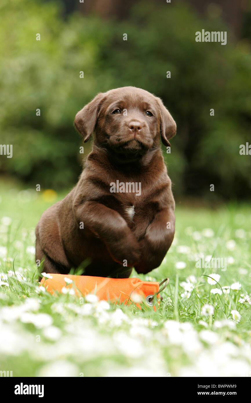 Labrador Retriever puppy Stock Photo - Alamy