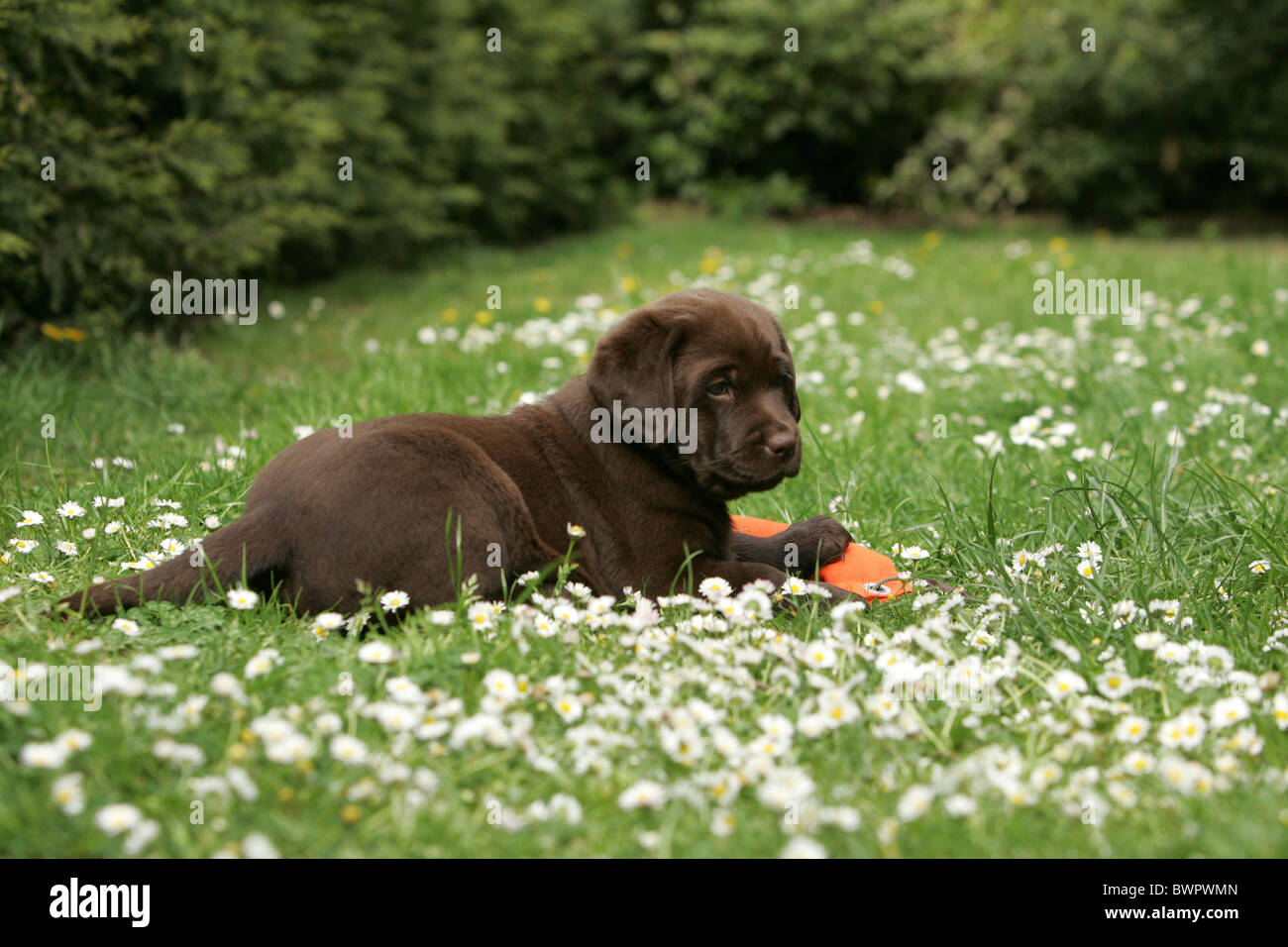 Baby sized dummy hi-res stock photography and images - Alamy