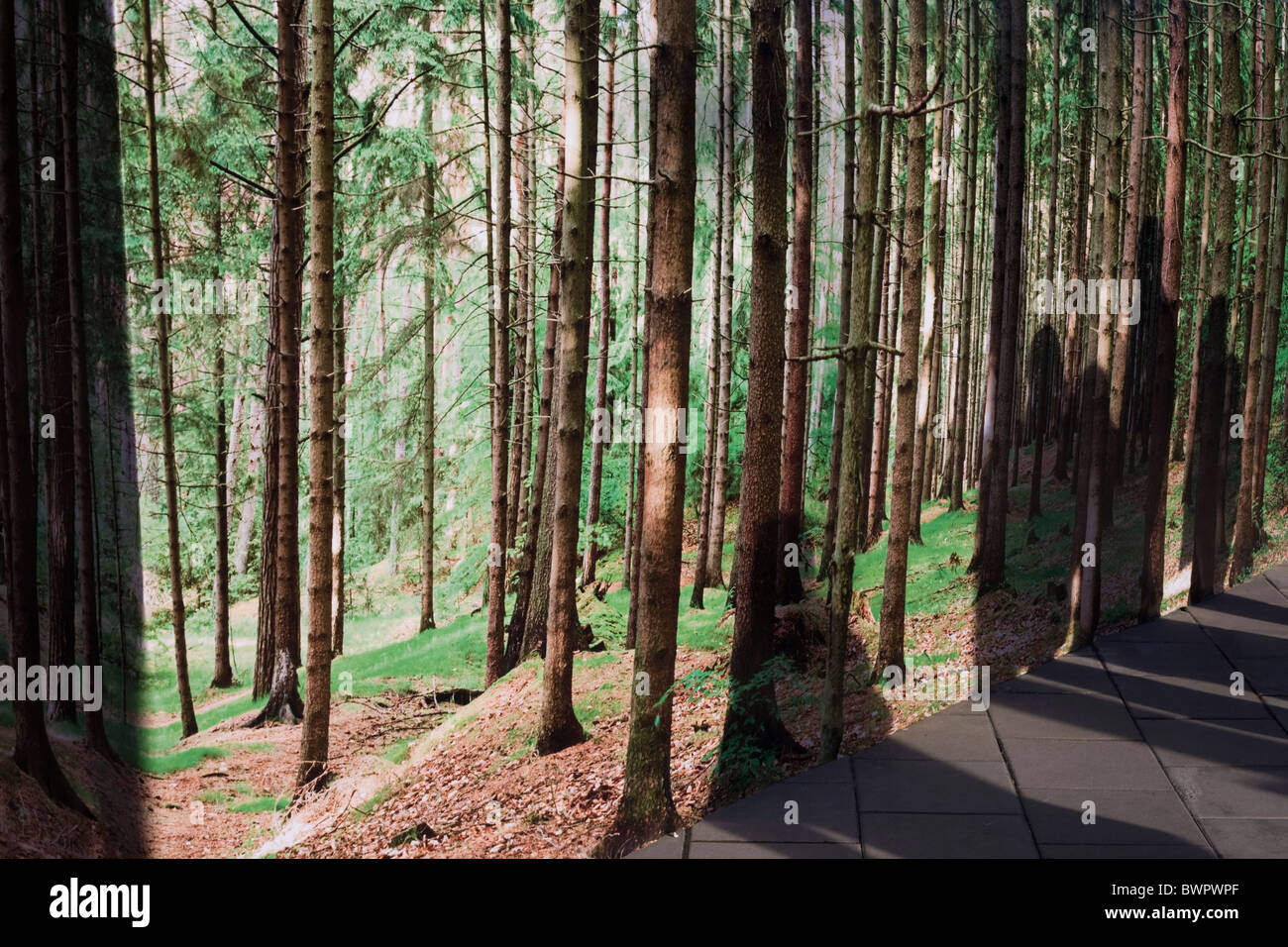 Artwork of forest backdrop with tall, straight pine trees and shadows ...