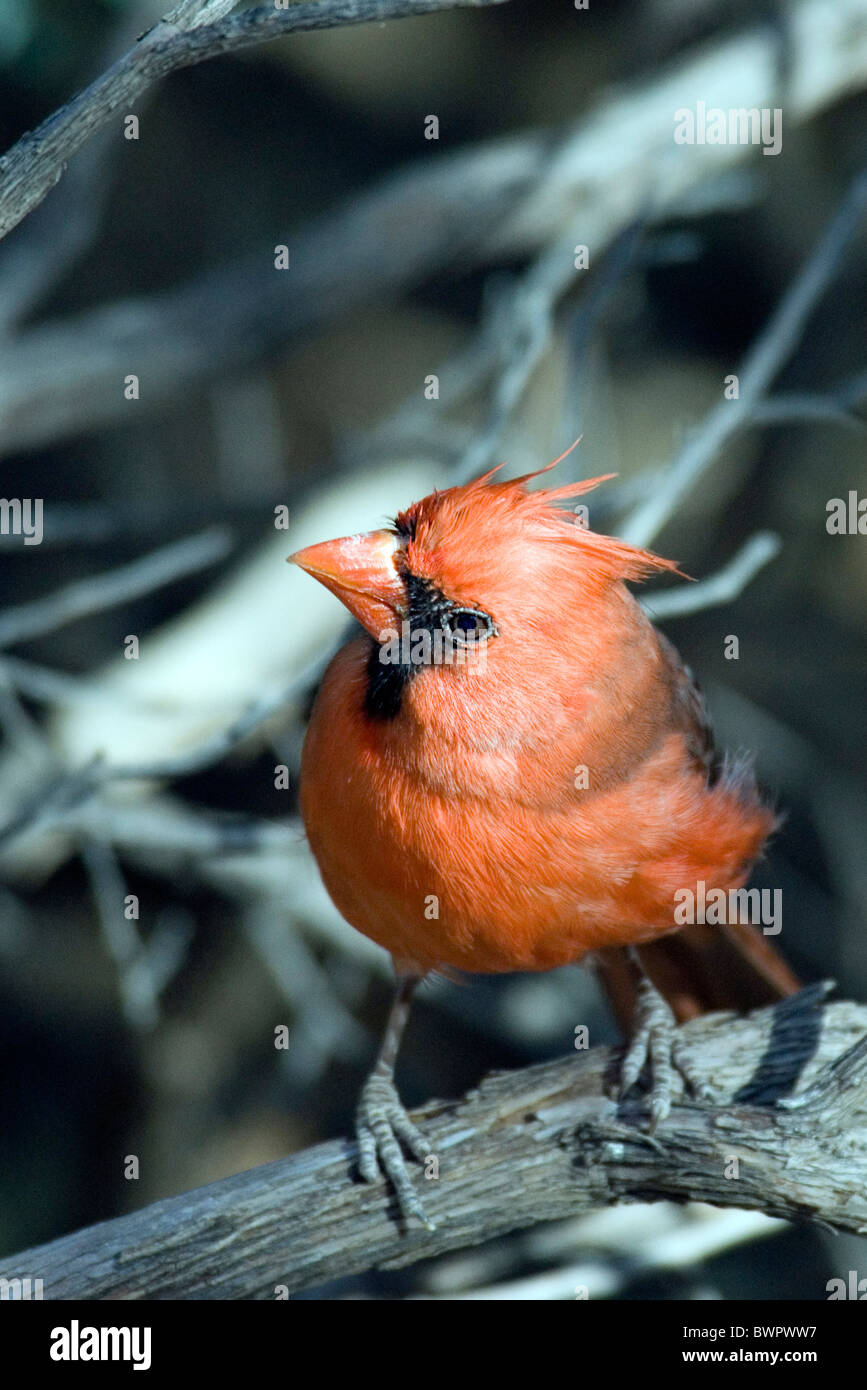 Northern Cardinal Cardinalis cardinalis red bird Stock Photo - Alamy