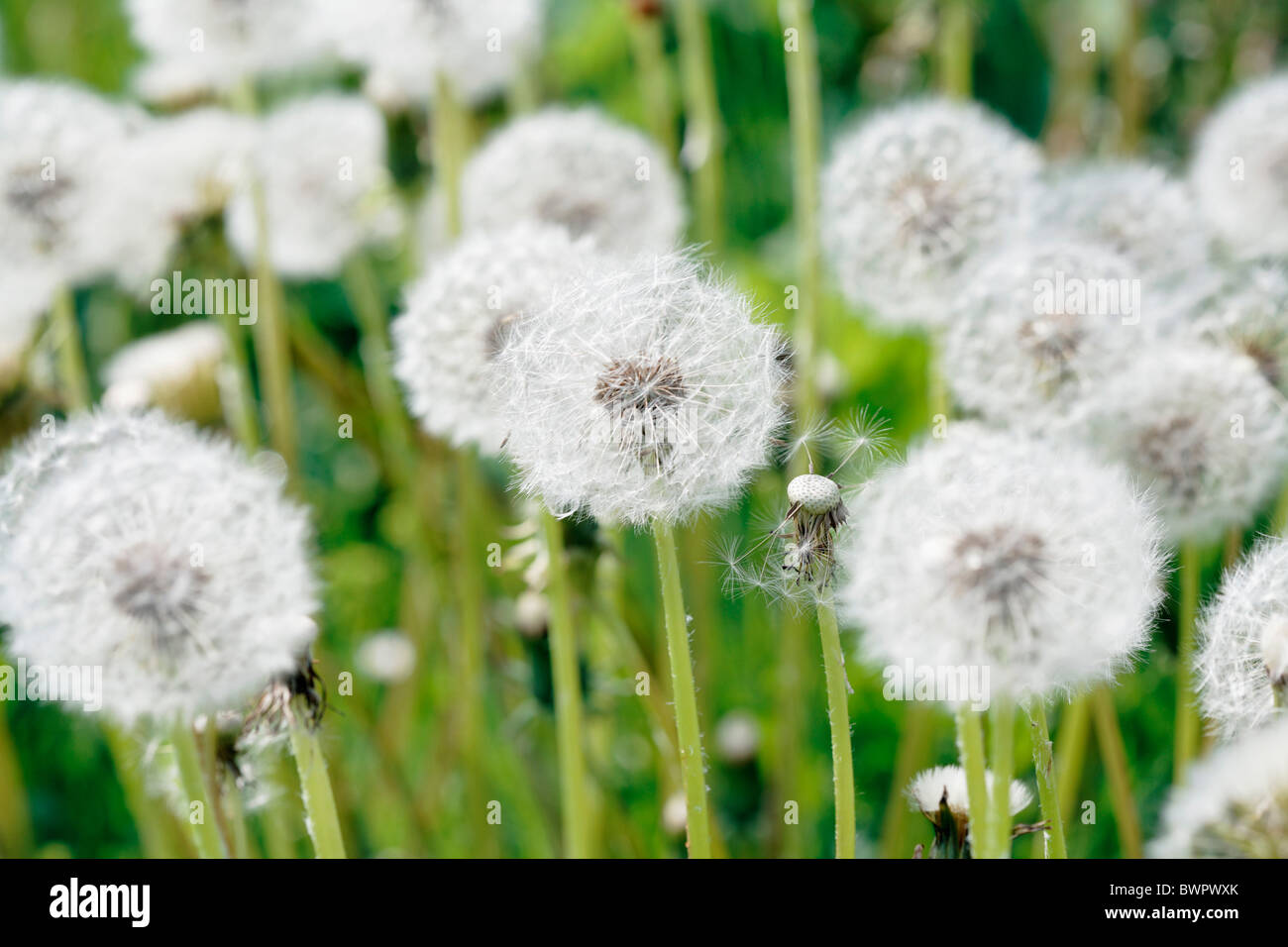 Dandelions textures hi-res stock photography and images - Alamy