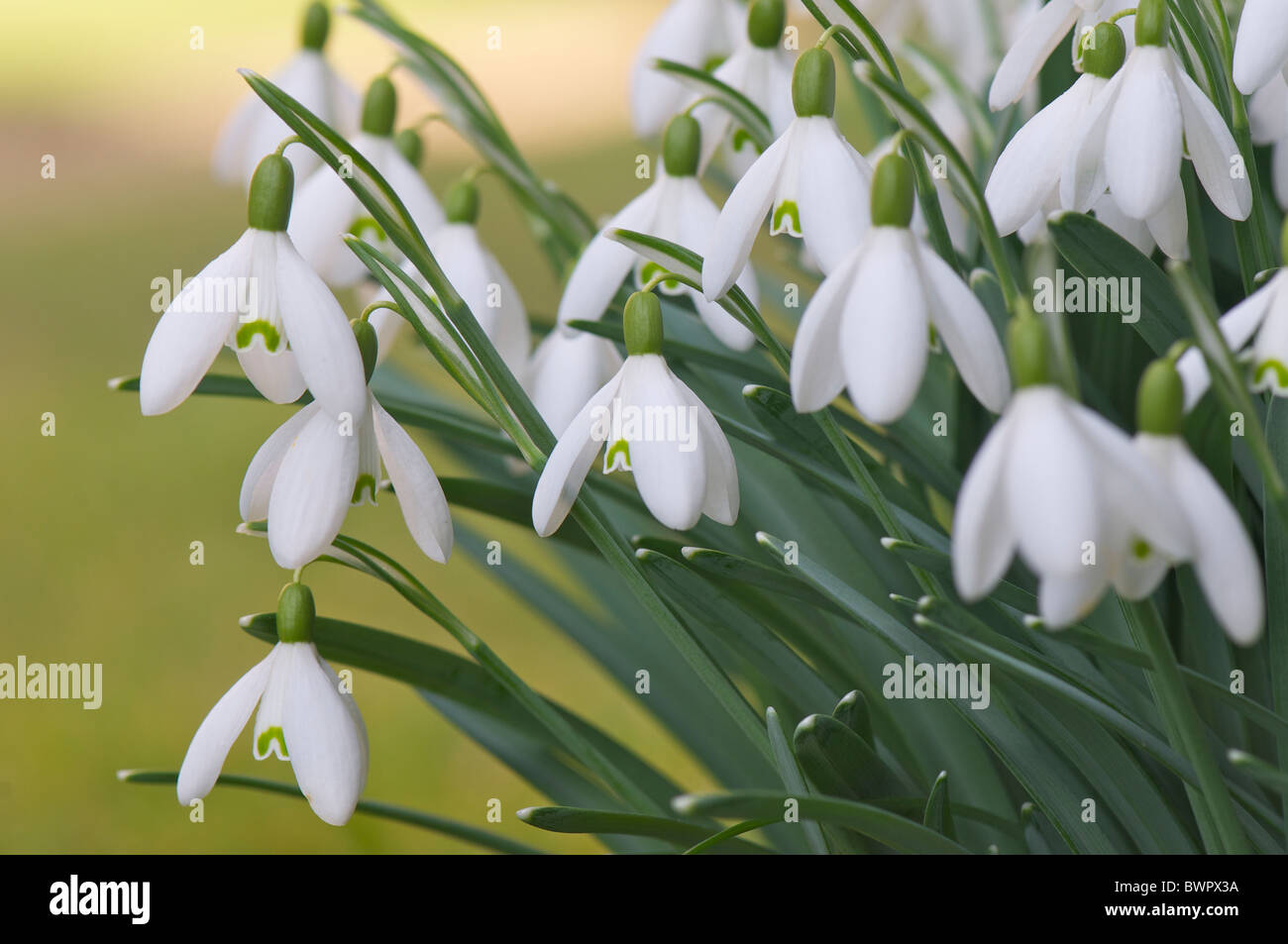 British Snowdrop in spring and full flower Stock Photo - Alamy