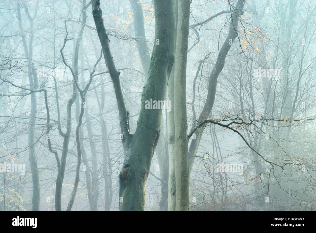 Misty forest at Epping Forest, Essex Stock Photo - Alamy