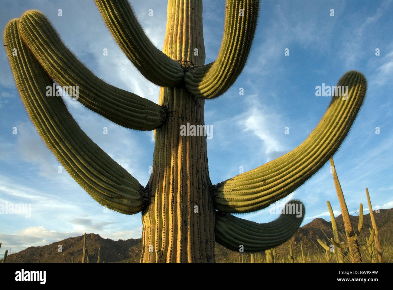 Saguaro cactus Carnegiea gigantea USA America United States North ...