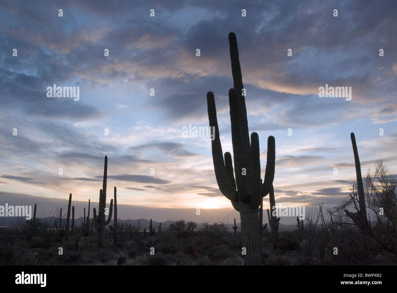 Saguaro cactus Carnegiea gigantea USA America United States North ...