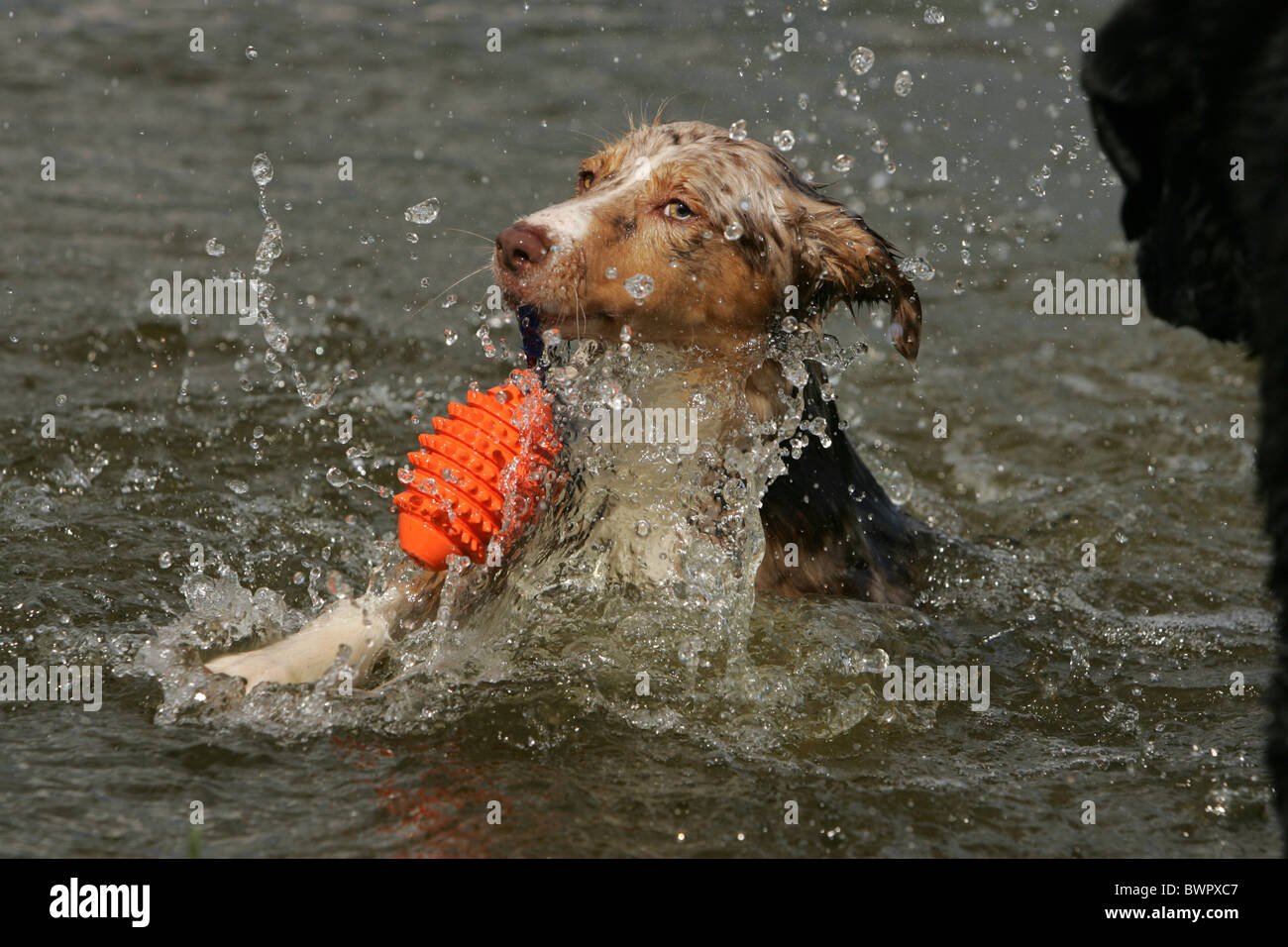 playing Australian Shepherd Stock Photo - Alamy