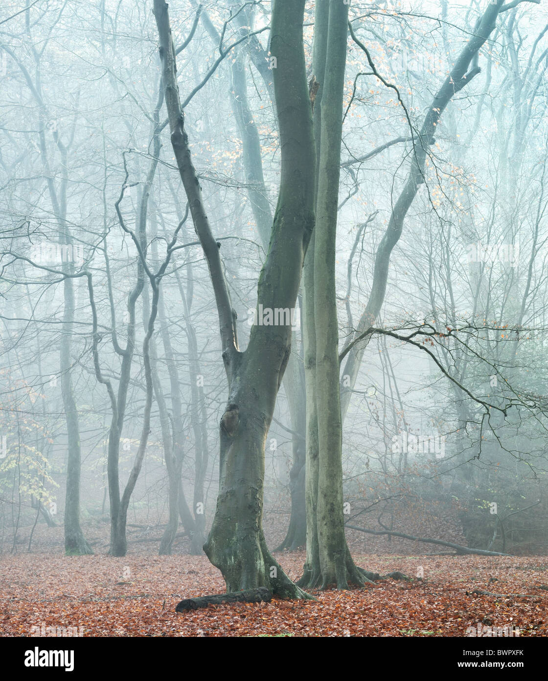 Misty forest at Epping Forest, Essex Stock Photo - Alamy